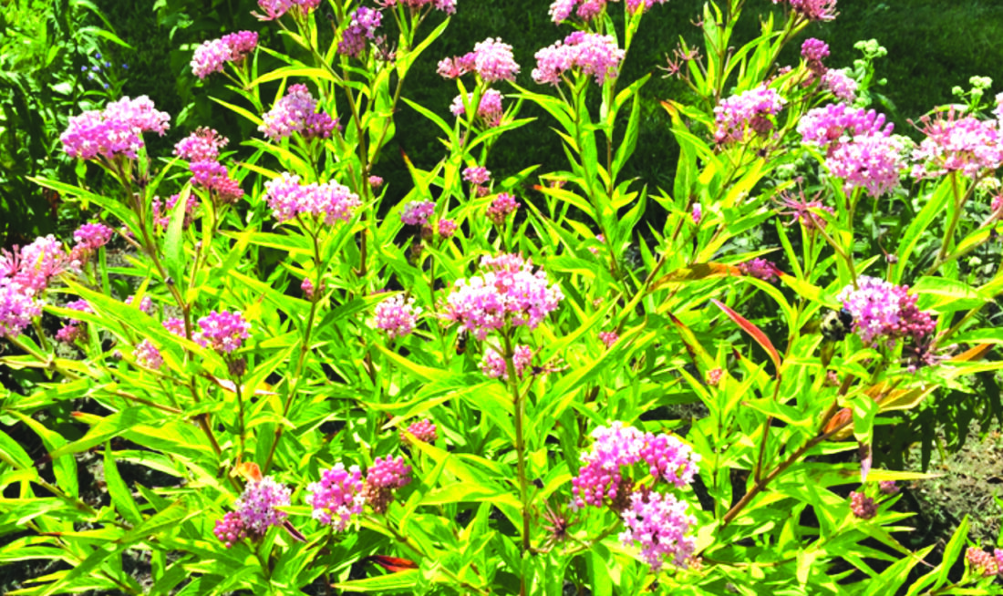 My milkweed brings all the butterflies to the yard | News, Sports, Jobs ...